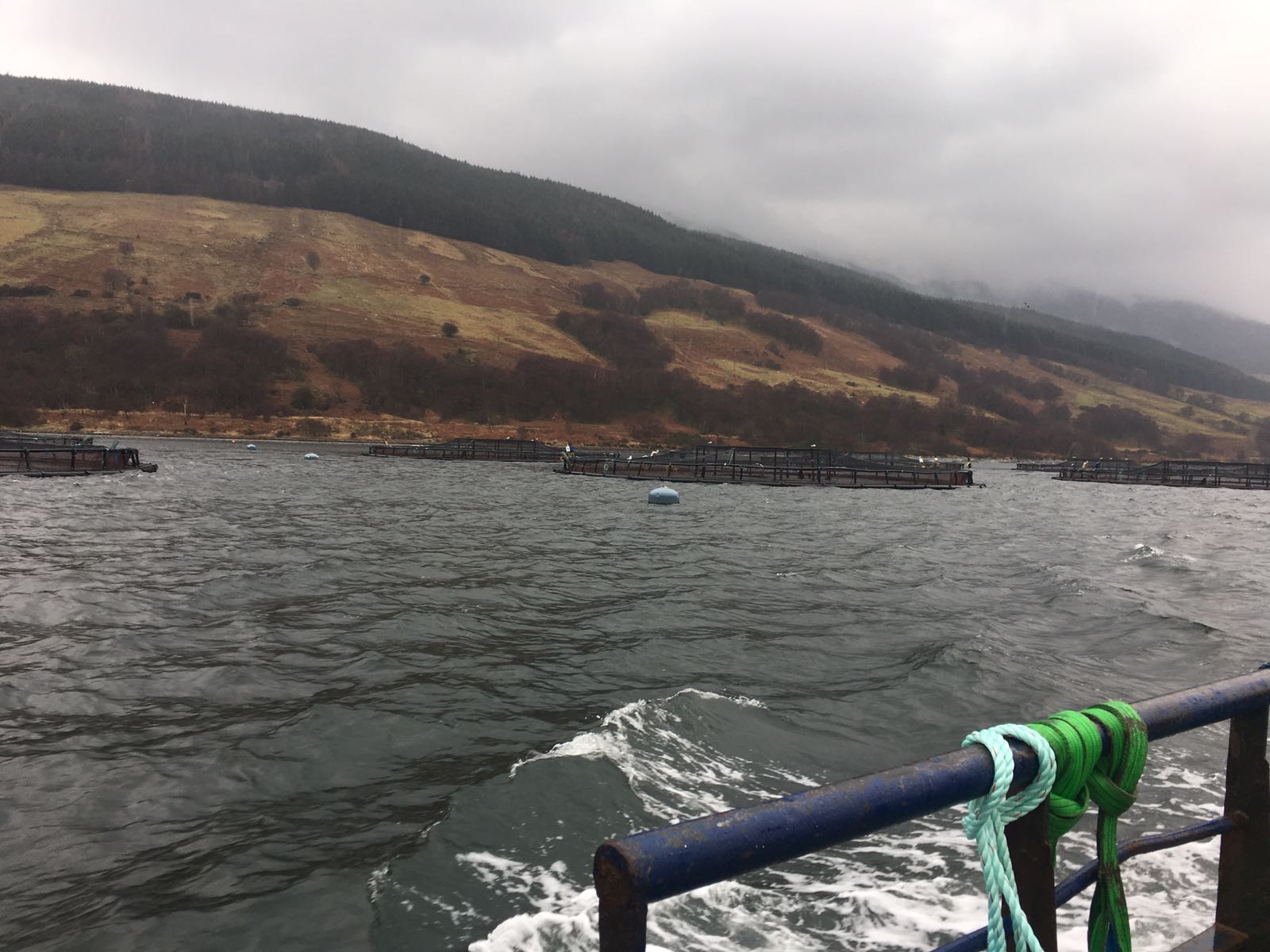 Aquaculture and fisheries — The Scottish White Fish Producers ...